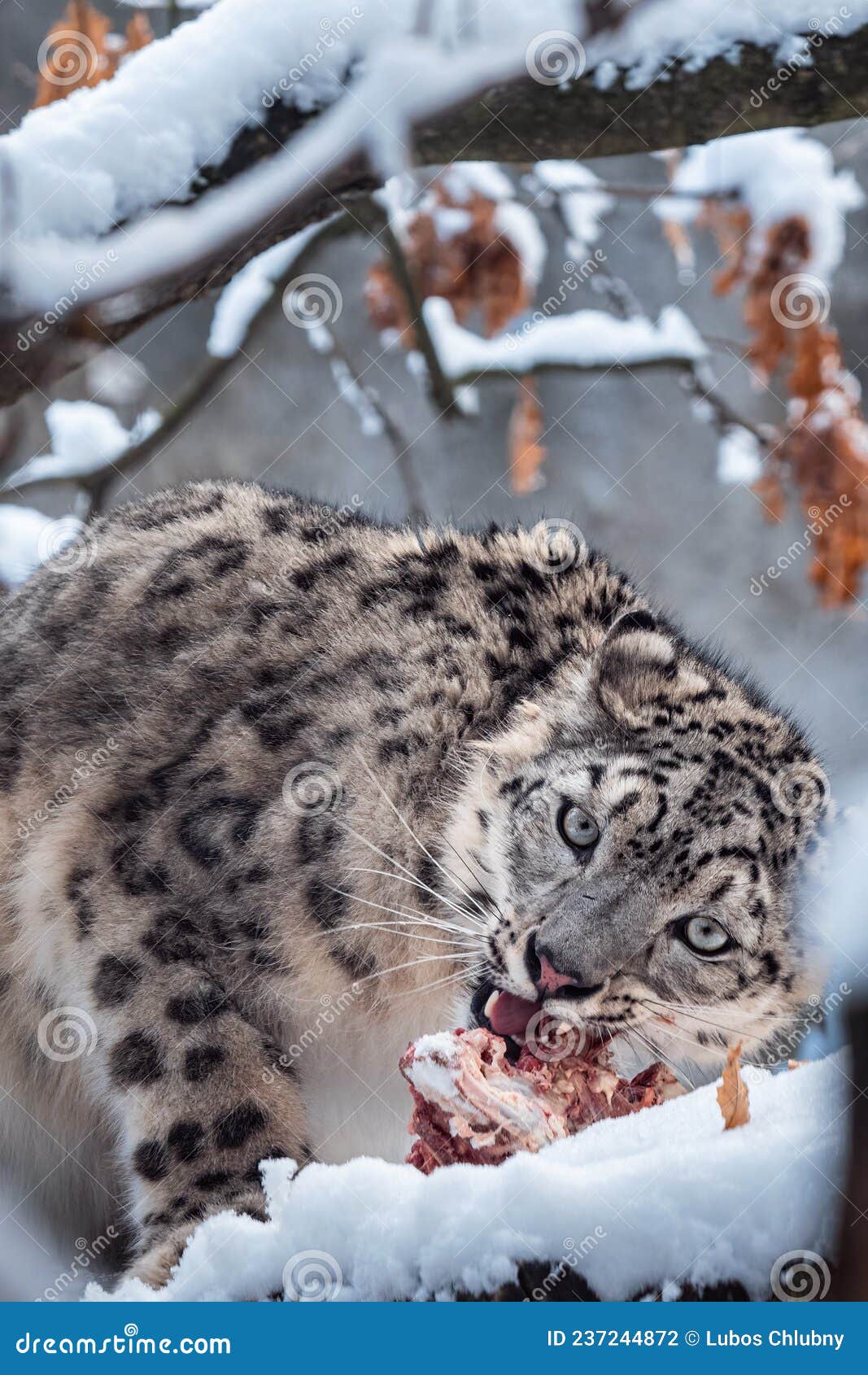 Snow Leopard Eats Food on the Snow Stock Photo - Image of cute, eats ...