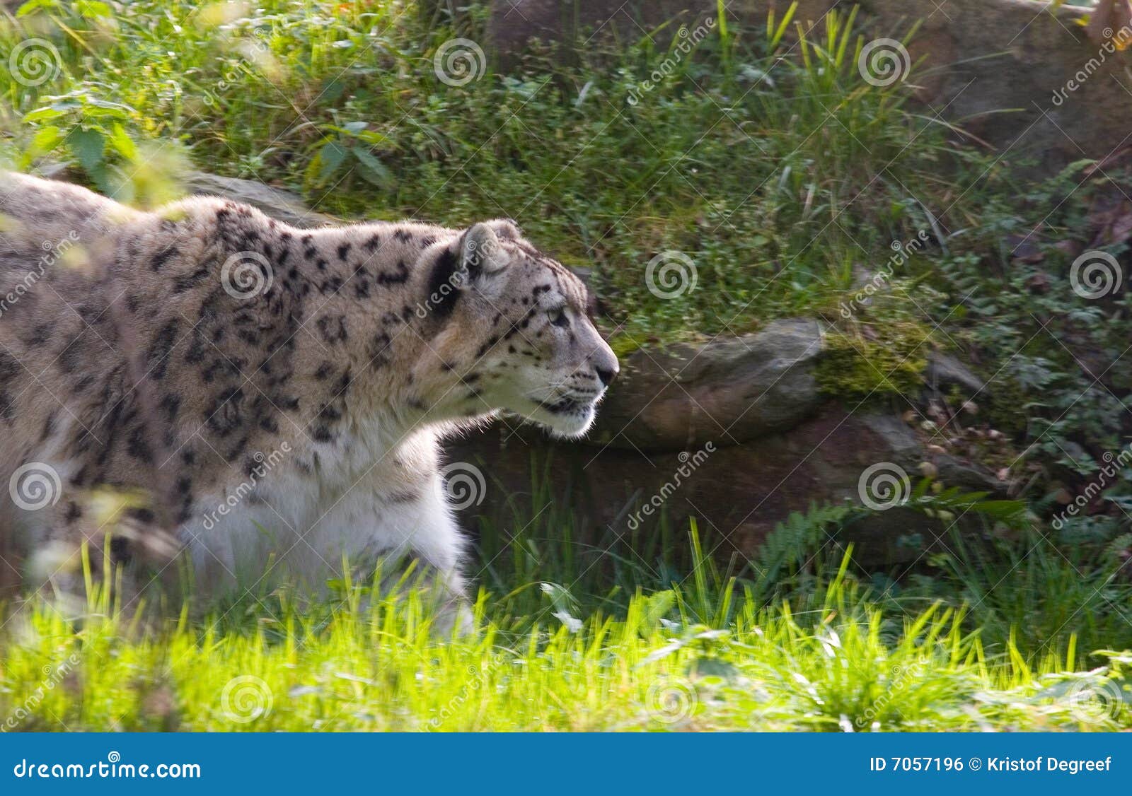 Snow leopard in forest stock photo. Image of black, rare - 7057196
