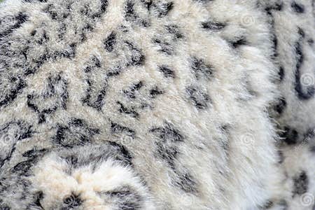 Snow leopard fur stock image. Image of leopard, mammal - 23953613