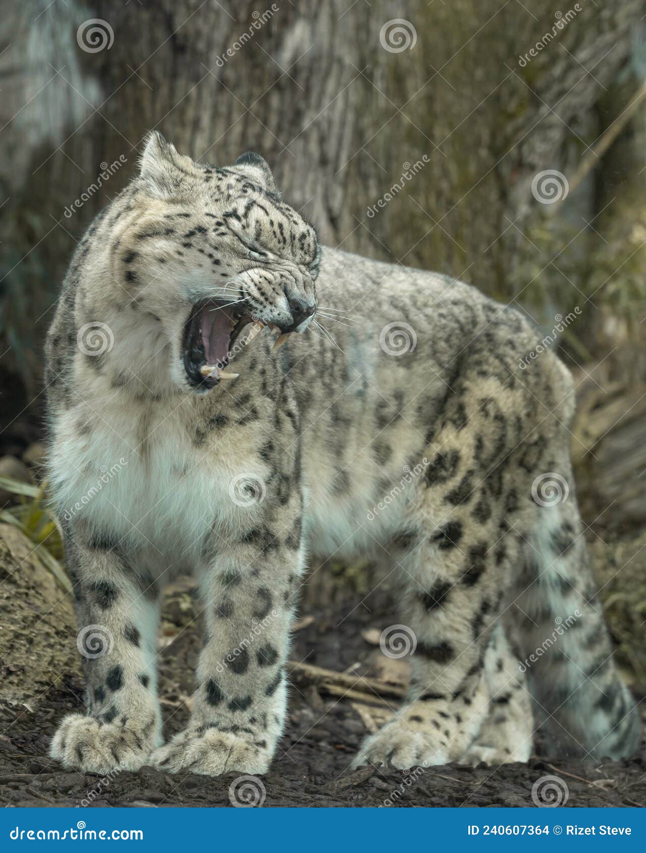 Snow leopard growling stock photo. Image of animal, leopard - 240607364