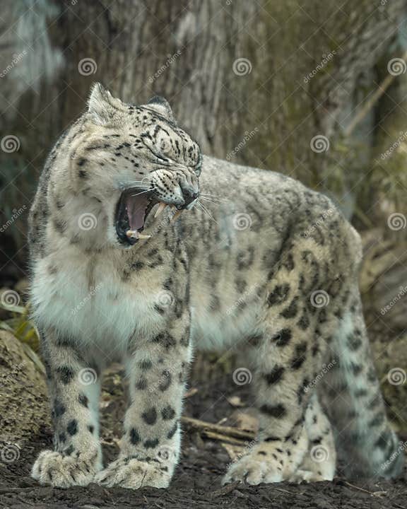 Snow leopard growling stock photo. Image of animal, leopard - 240607364
