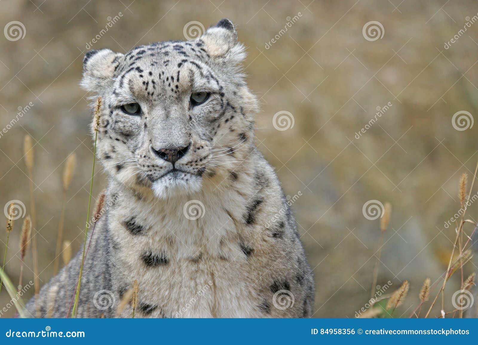 Snow Leopard Picture. Image: 84958356