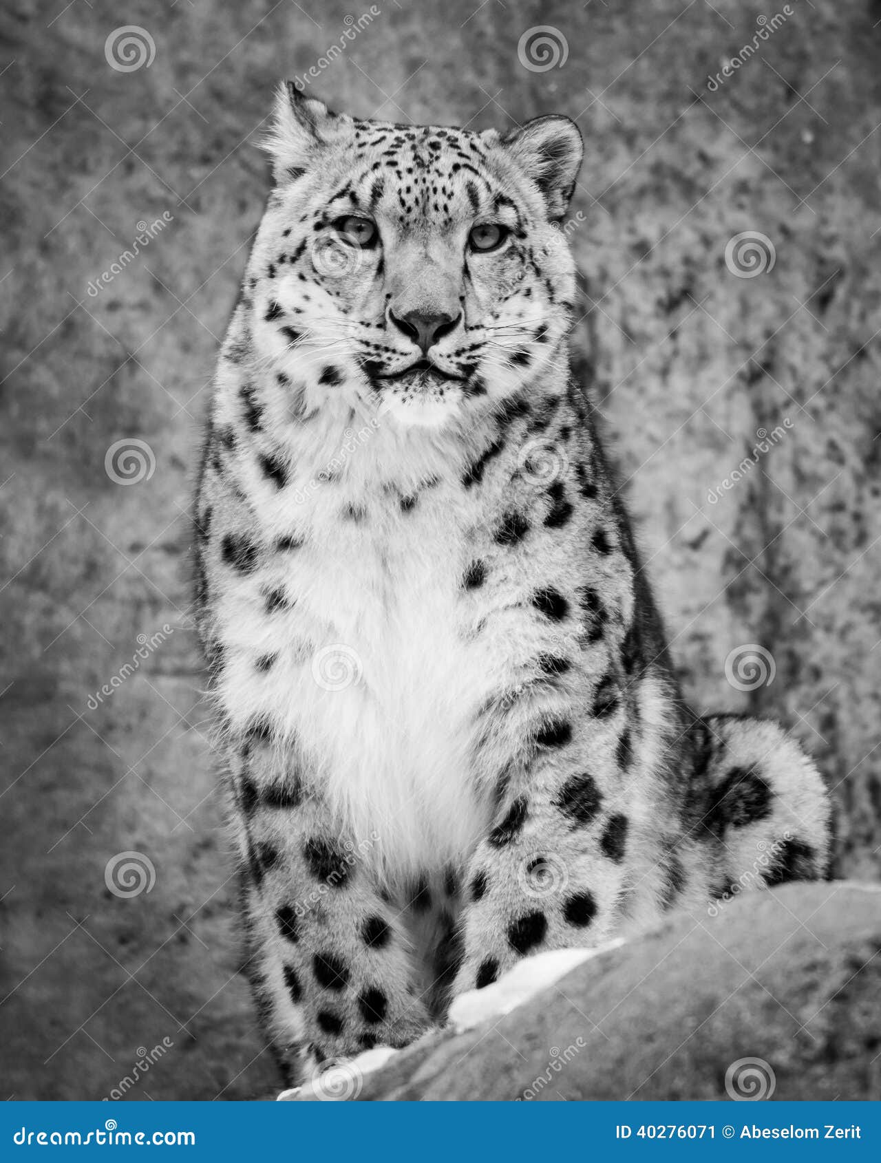 Snow Leopard II stock image. Image of nature, states - 40276071