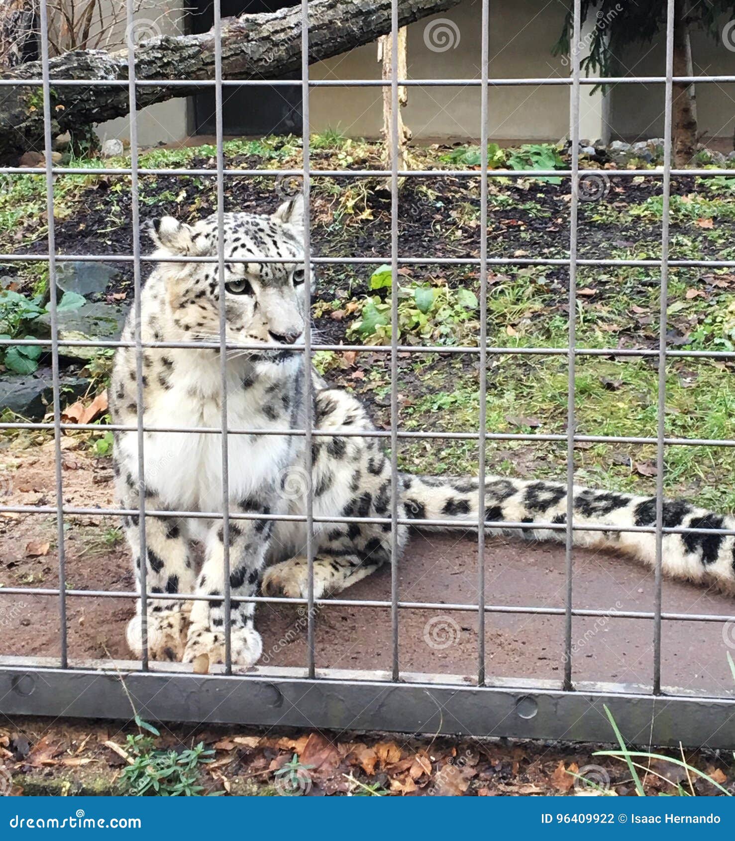 Snow Leopard Inside a Cage stock photo. Image of mammmal - 96409922