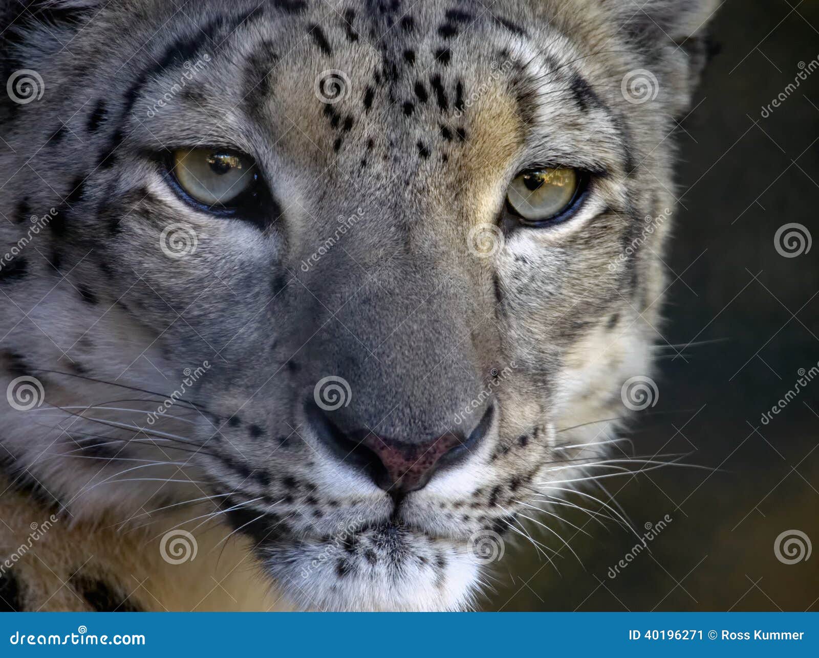 Snow Leopard with an Intense Stare Stock Image - Image of portrait ...