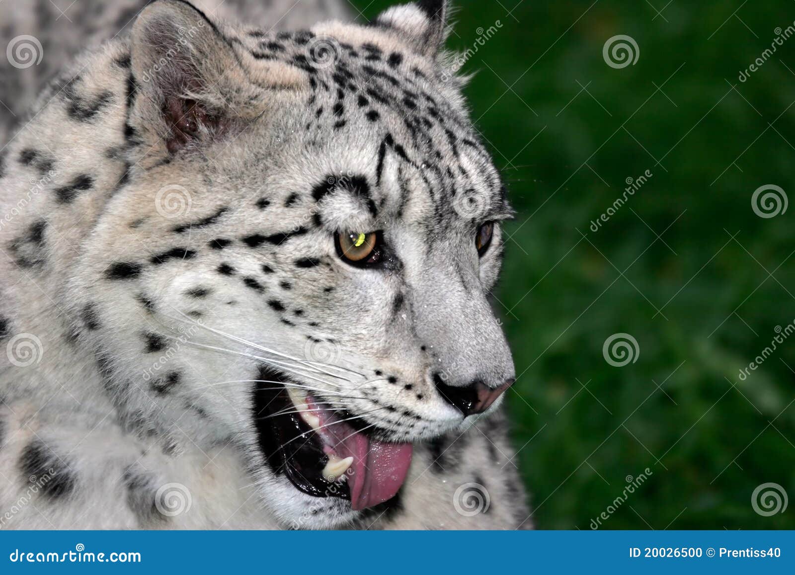 Snow leopard (irbis) stock photo. Image of snow, light - 20026500
