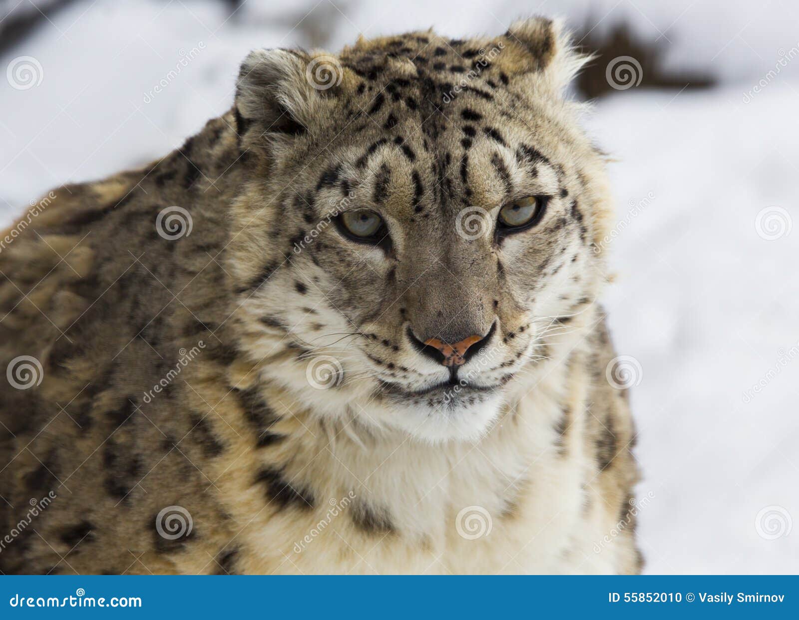 762 Leopard Irbis Stock Photos - Free & Royalty-Free Stock Photos from ...