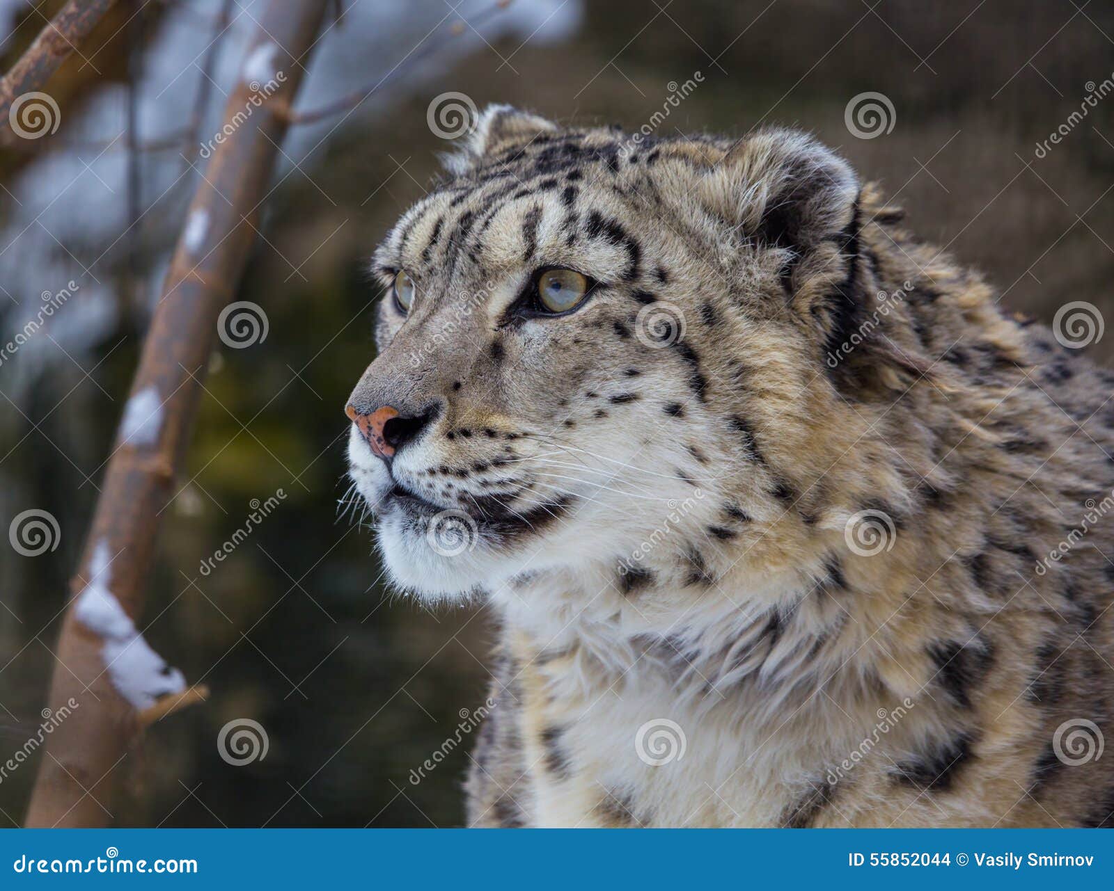 Snow leopard, irbis stock photo. Image of animals, snow - 55852044