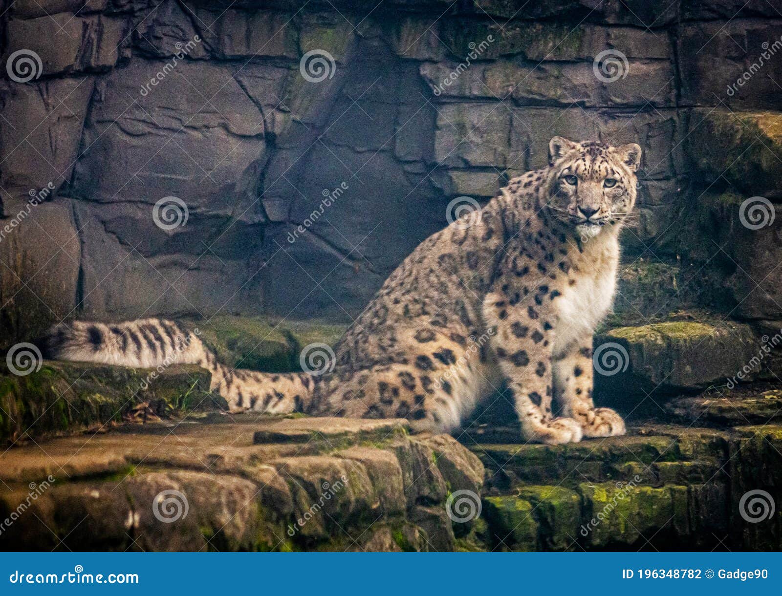 Snow Leopard in Its Enclosure Stock Photo - Image of rocks, snow: 196348782