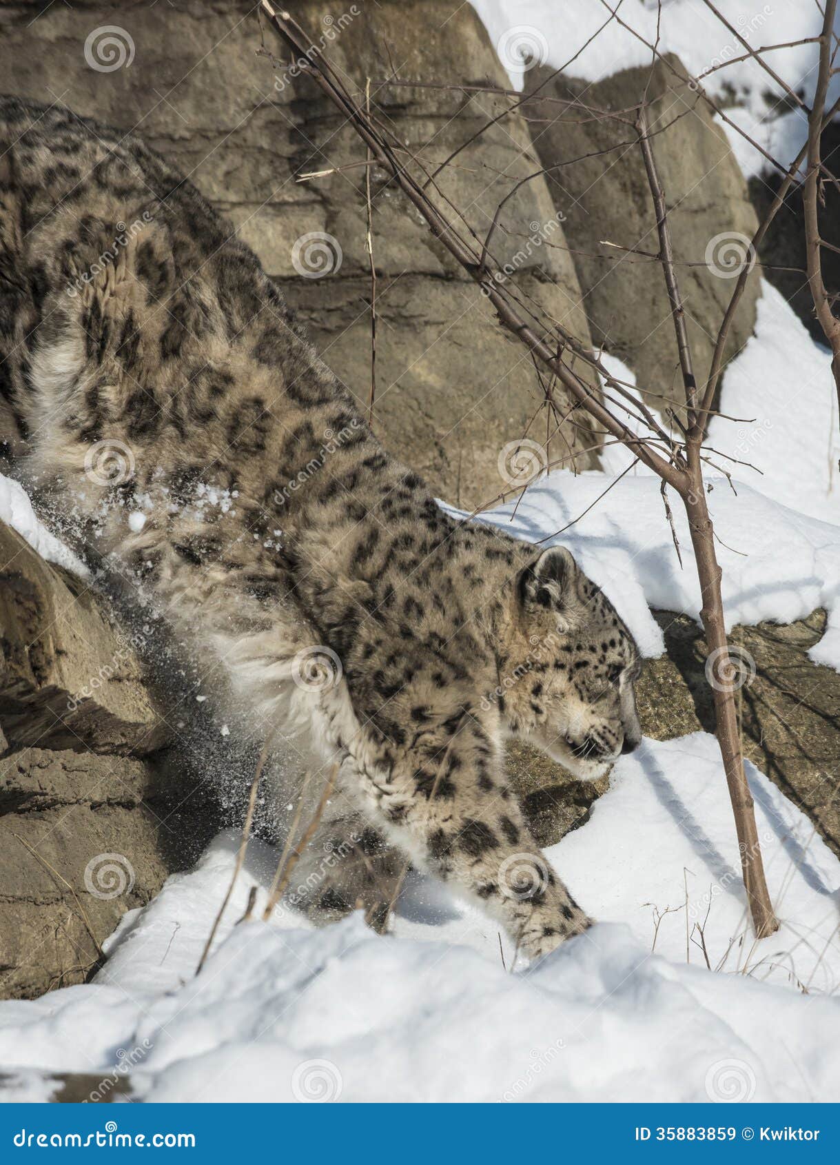 Snow Leopard stock image. Image of cold, animal, outdoor - 35883859