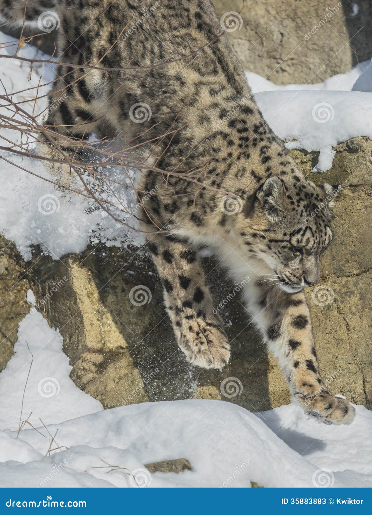 Snow Leopard stock image. Image of cold, mammal, uncia - 35883883