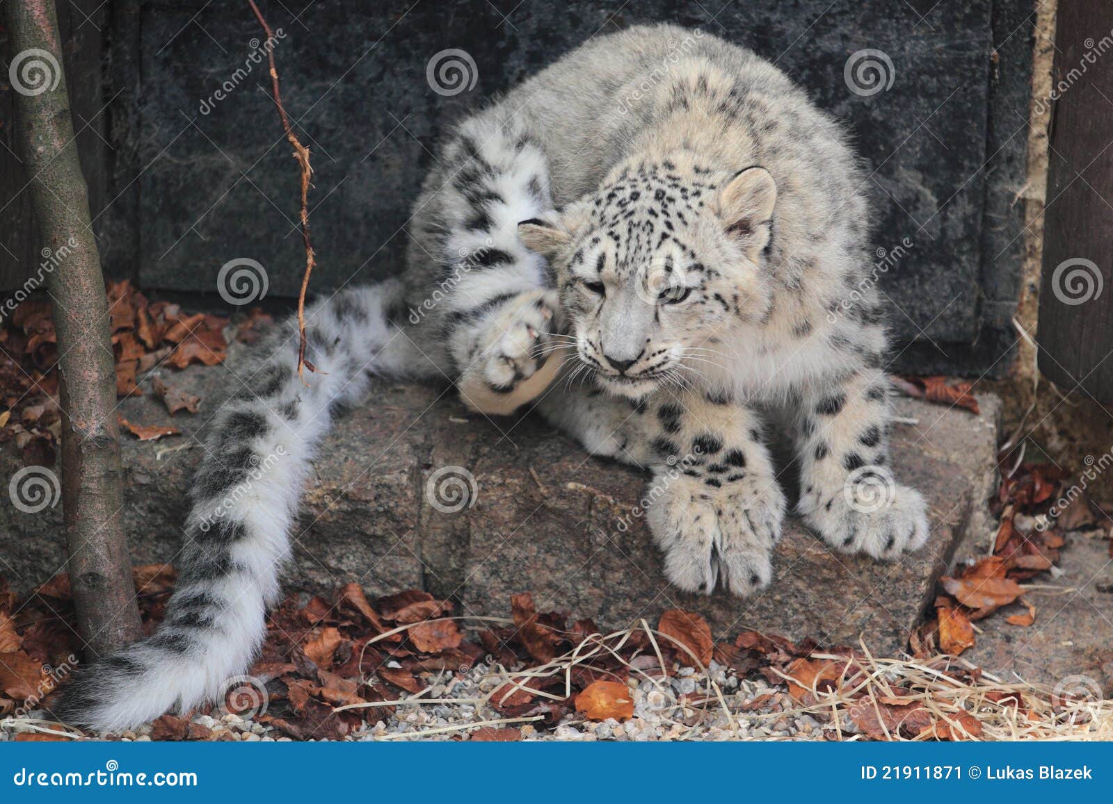 Snow leopard juvenile stock image. Image of staring, suckling - 21911871