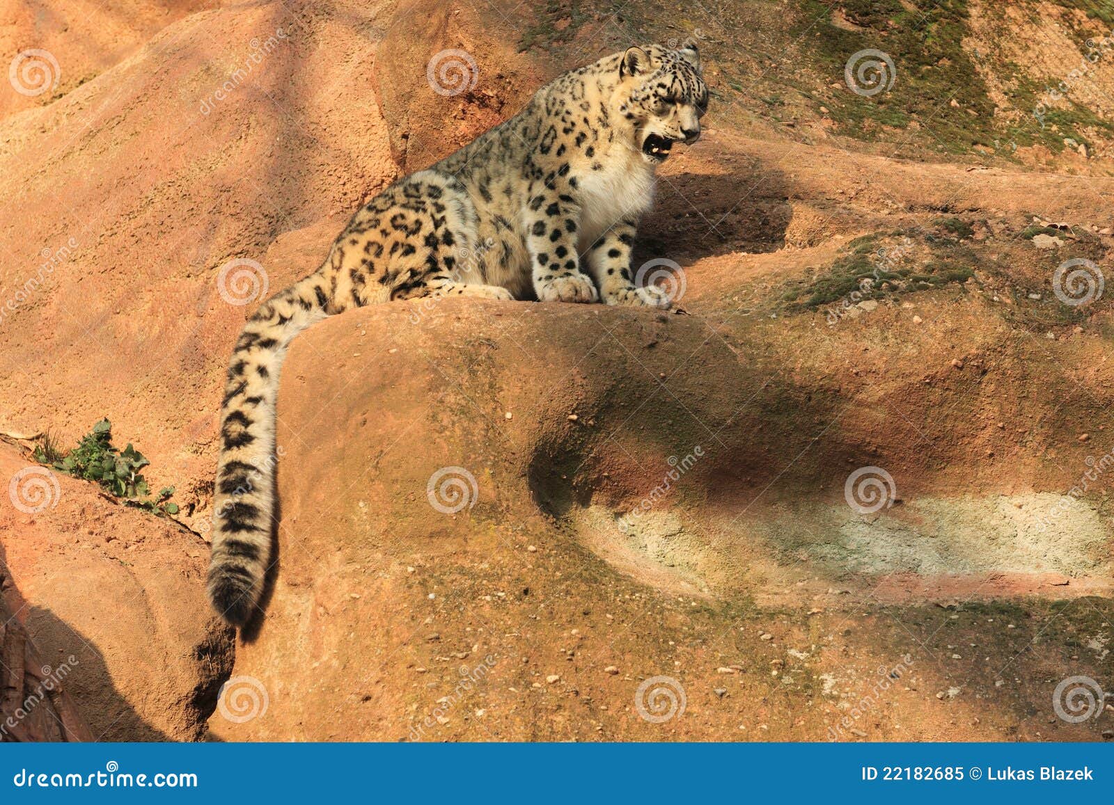 Snow leopard juvenile stock image. Image of panthera - 22182685