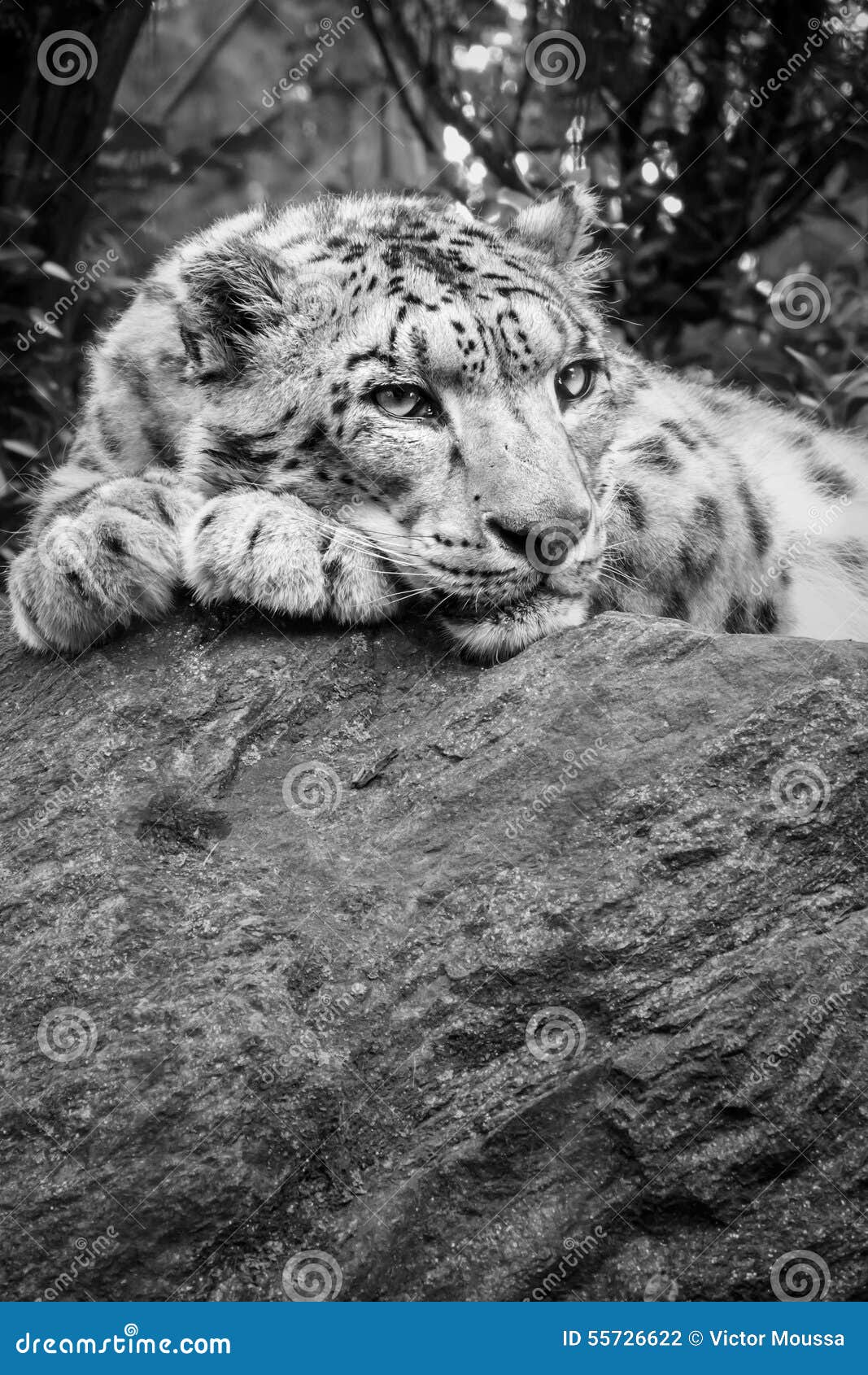 Snow Leopard Laying on a Rock Stock Photo - Image of nature, lying ...