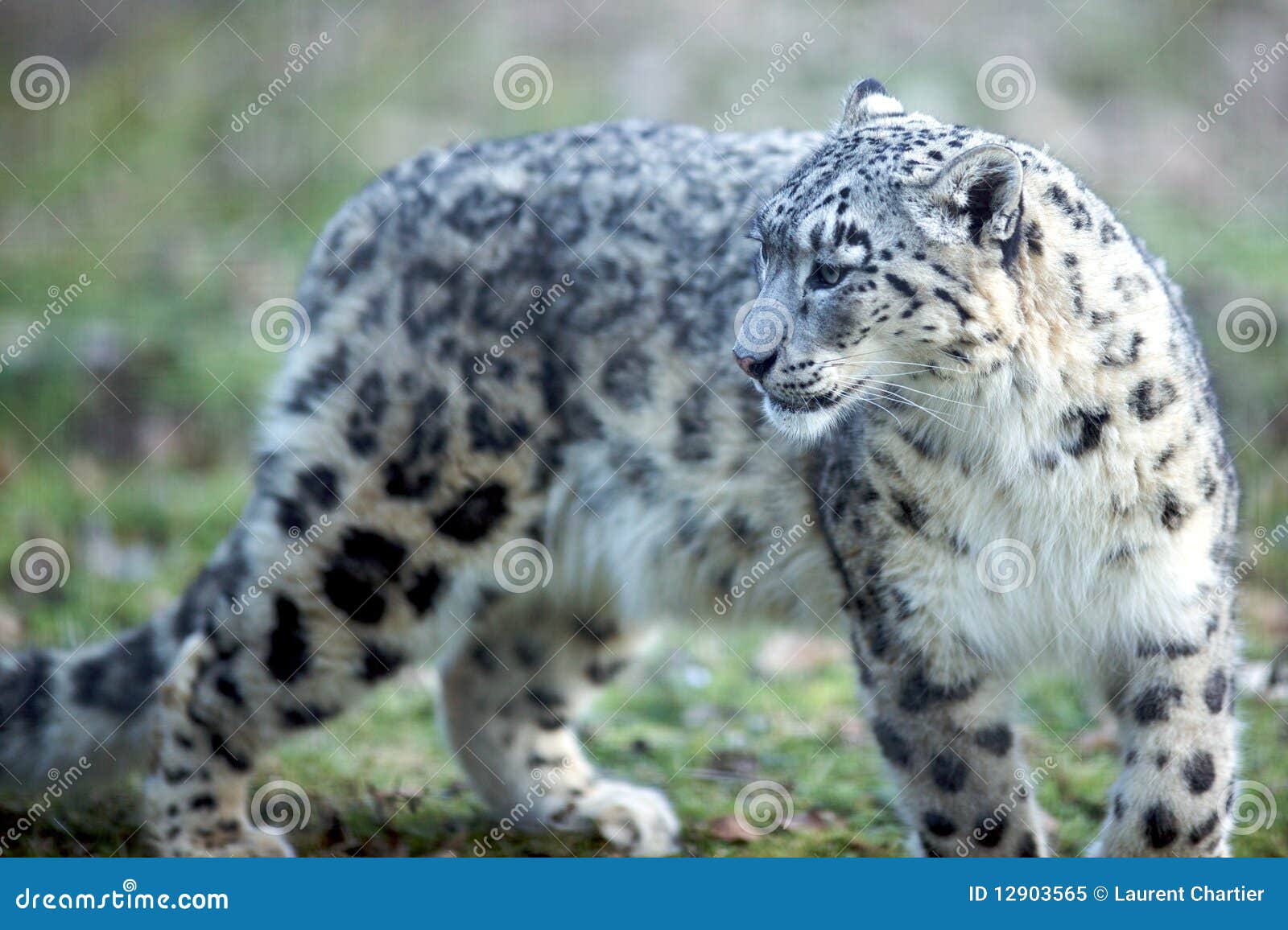 White Snow Leopard Full Body