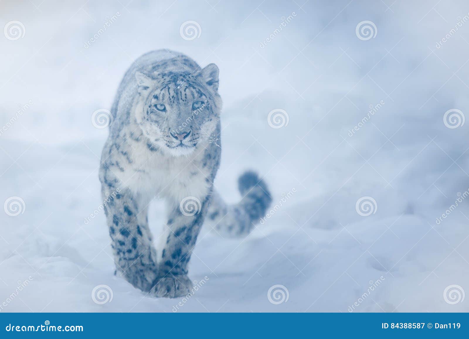 Snow leopard stock image. Image of turned, nature, animal - 84388587