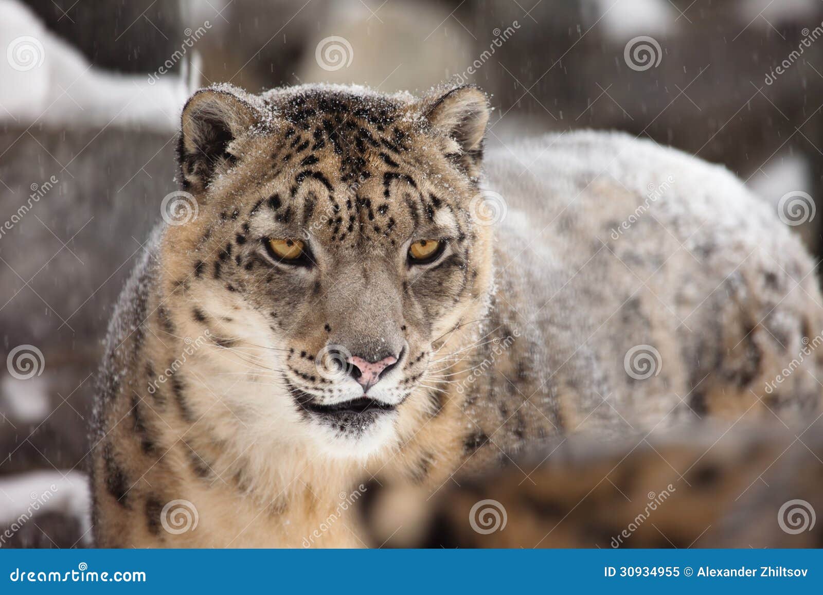 Snow leopard stock image. Image of cold, spotty, mammal - 30934955