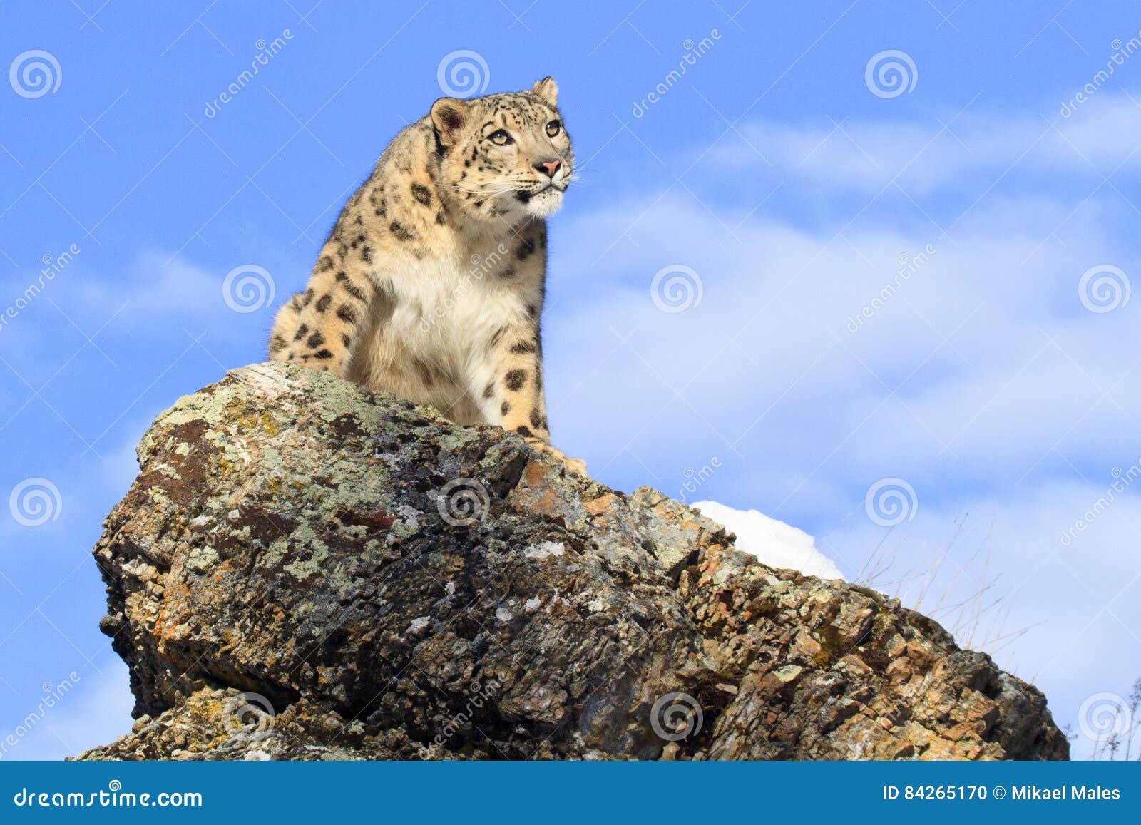 Snow Leopard Looking To His Side Stock Photo - Image of beast, feline ...