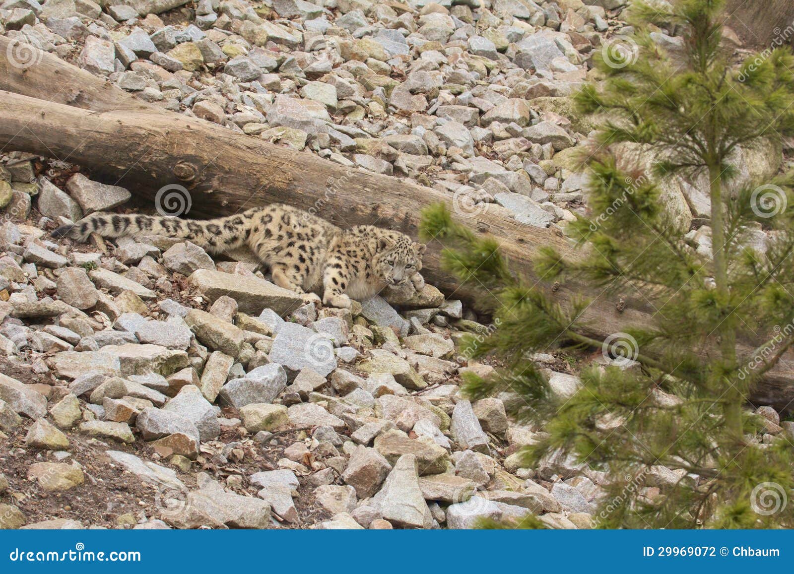 Lurking Snow Leopard stock photo. Image of hair, threat - 29969072