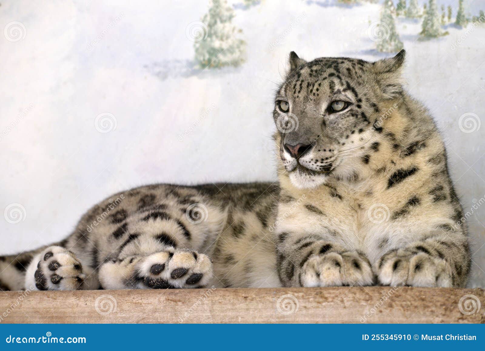 Snow Leopard Lying on Plank Stock Photo - Image of lying, marking ...
