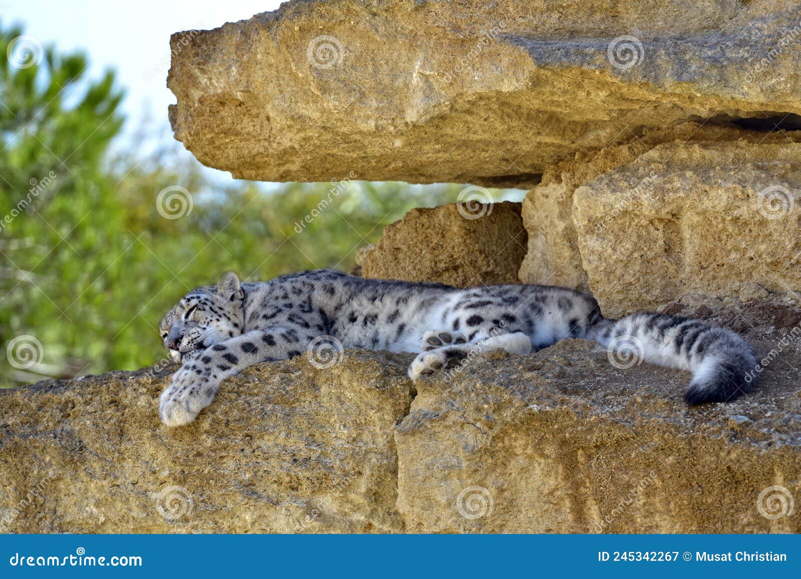 Snow leopard lying on rock stock image. Image of uncia - 245342267