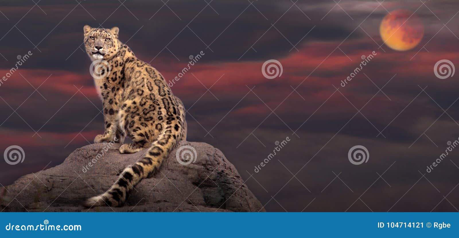 Snow leopard in moon light stock image. Image of leopard - 104714121