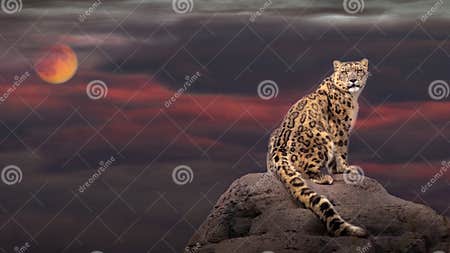 Snow leopard in moon light stock photo. Image of wildlife - 84143342