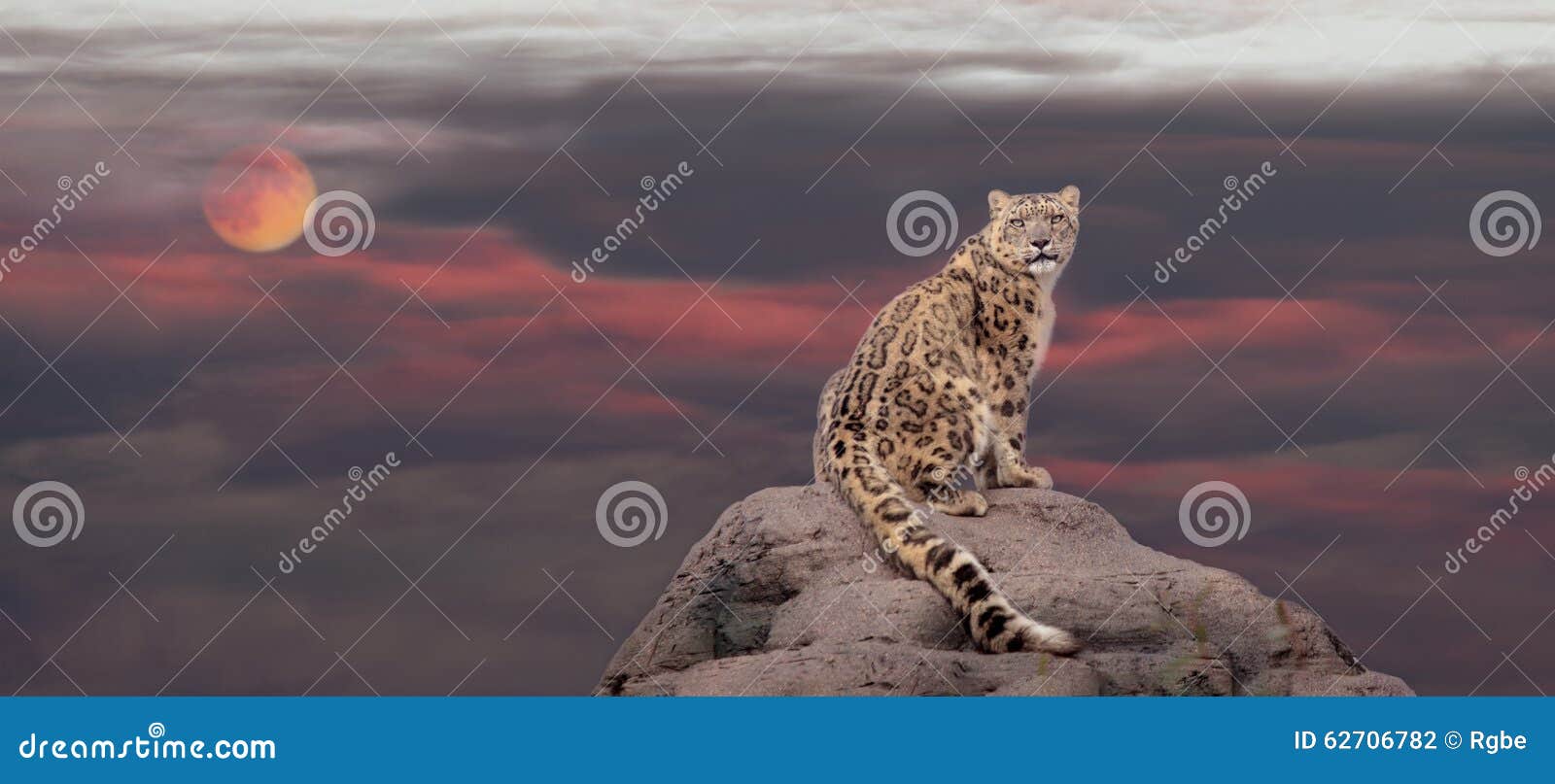 Snow leopard in moon light stock photo. Image of nature - 62706782