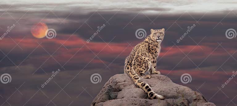 Snow leopard in moon light stock photo. Image of nature - 62706782