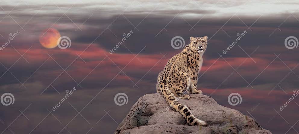 Snow leopard in moon light stock photo. Image of nature - 62706782