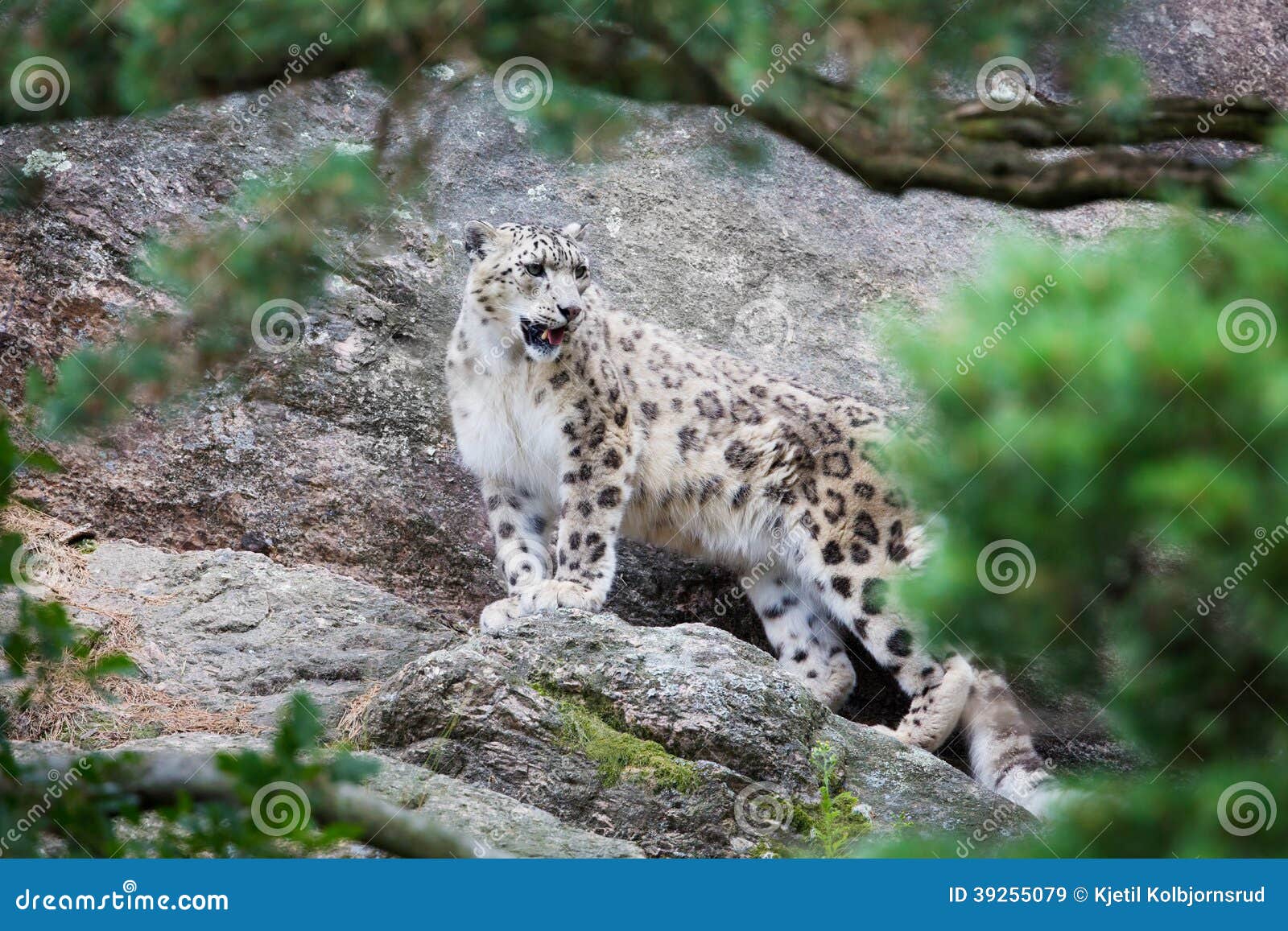 Snow Leopard in the Mountain Stock Image - Image of single, endangered ...