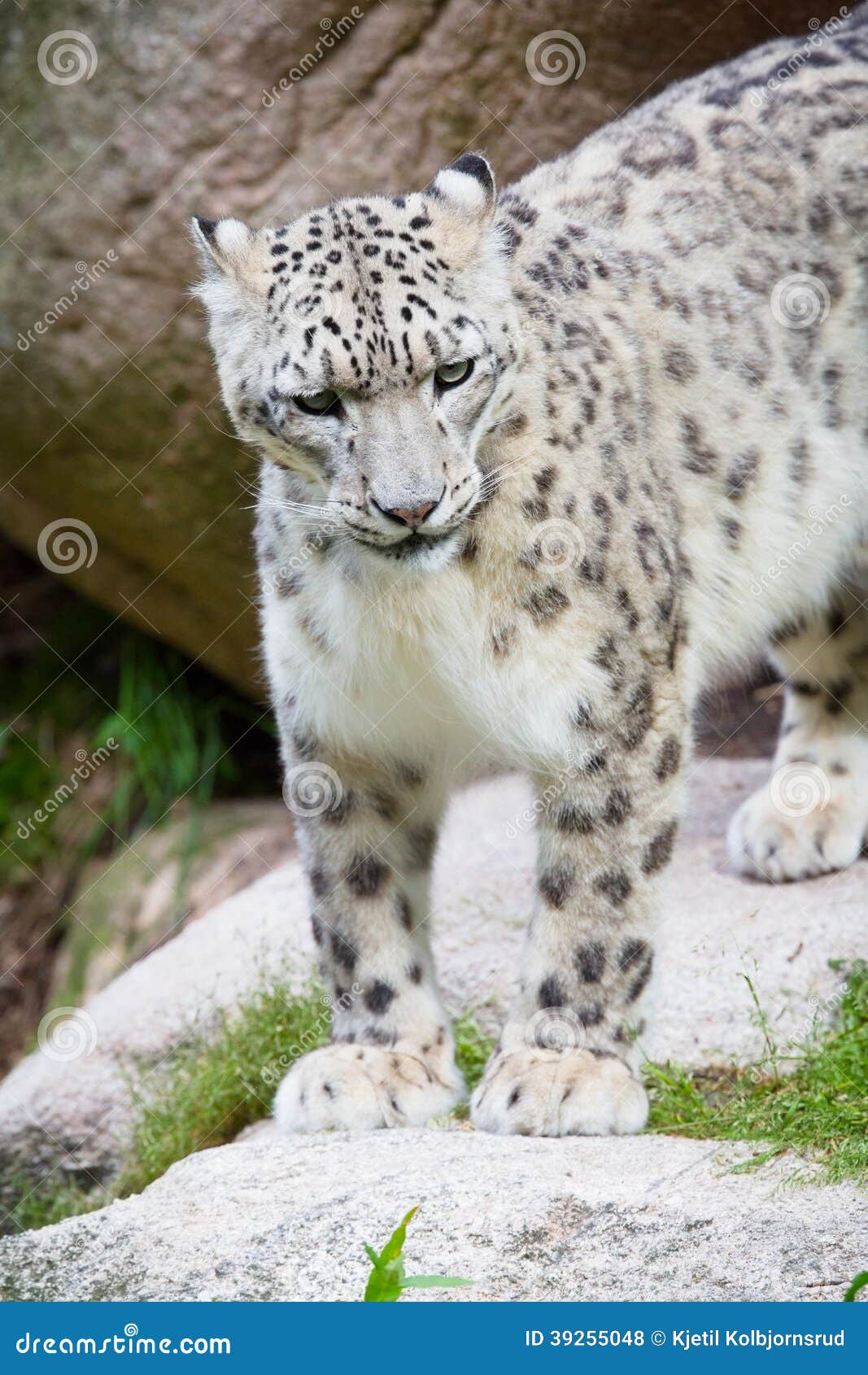 Snow Leopard in the Mountain Side Stock Photo - Image of pride, looking ...