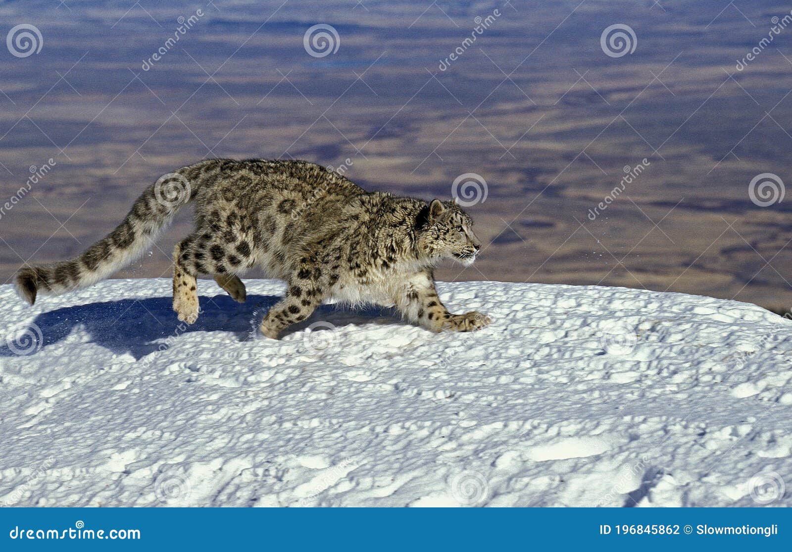 Snow Leopard or Ounce, Uncia Uncia, Adult Running on Snow Stock Photo ...