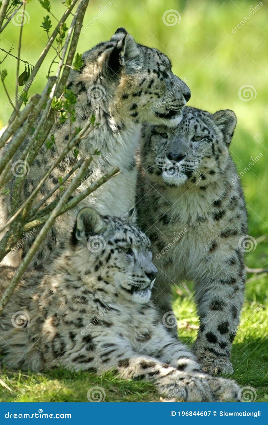 Snow Leopard or Ounce, Uncia Uncia, Mother with Old Cub Stock Image ...