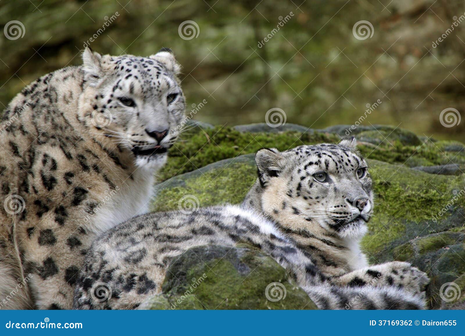Snow leopard stock photo. Image of animals, looking, asian - 37169362