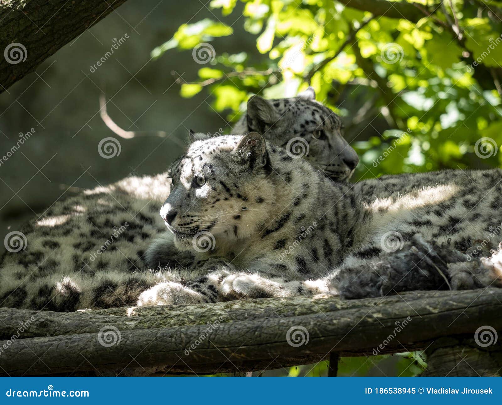 Snow Leopard, Panthera Uncia, Lies on a Tree and Observes the ... Snow Leopard, Panthera Uncia, Lies on a Tree and Observes the ...