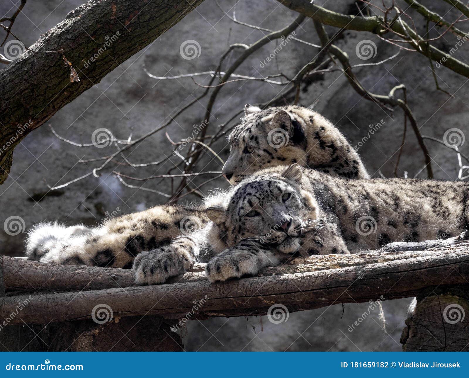 Snow Leopard, Panthera Uncia, Observes the Surroundings on an Elevated ... Snow Leopard, Panthera Uncia, Observes the Surroundings on an Elevated ...