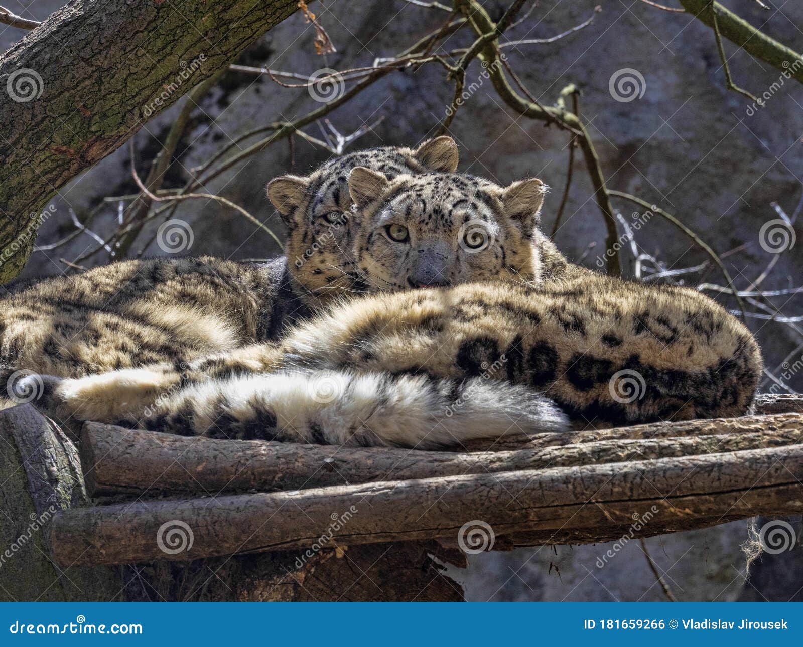 Snow Leopard, Panthera Uncia, Observes the Surroundings on an Elevated ... Snow Leopard, Panthera Uncia, Observes the Surroundings on an Elevated ...