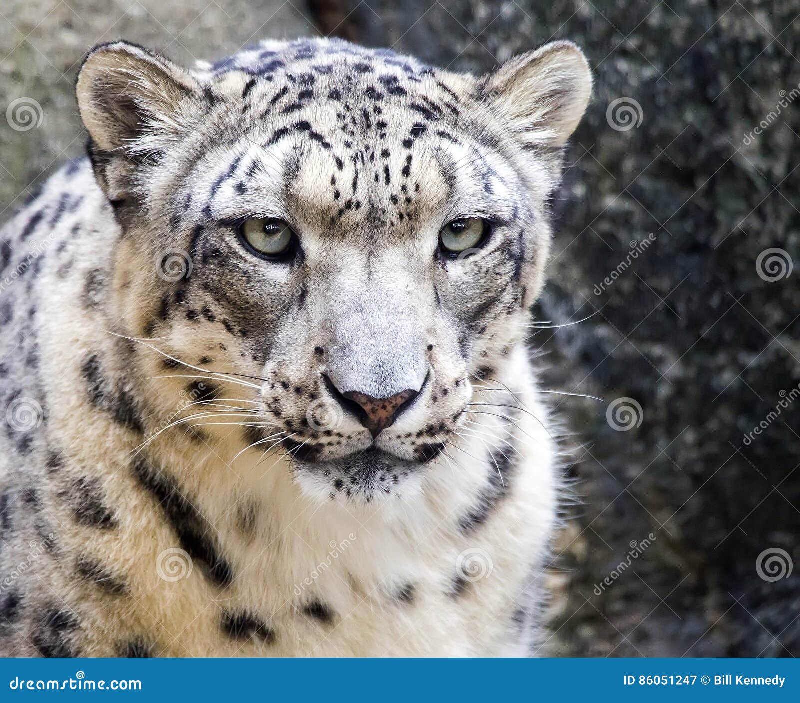 Snow Leopard Panthera Uncia Portrait Stock Image - Image of panthera ...