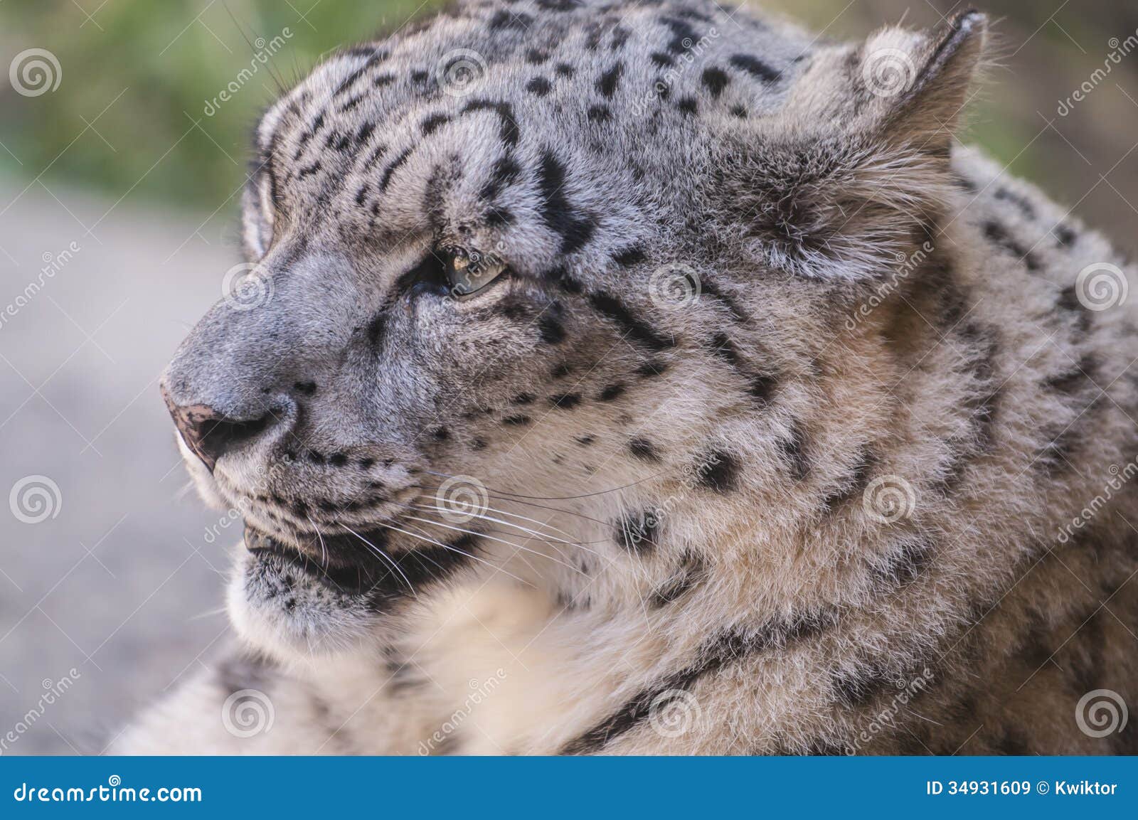 Snow Leopard - Panthera Uncia or Uncia Uncia Stock Image - Image of ...