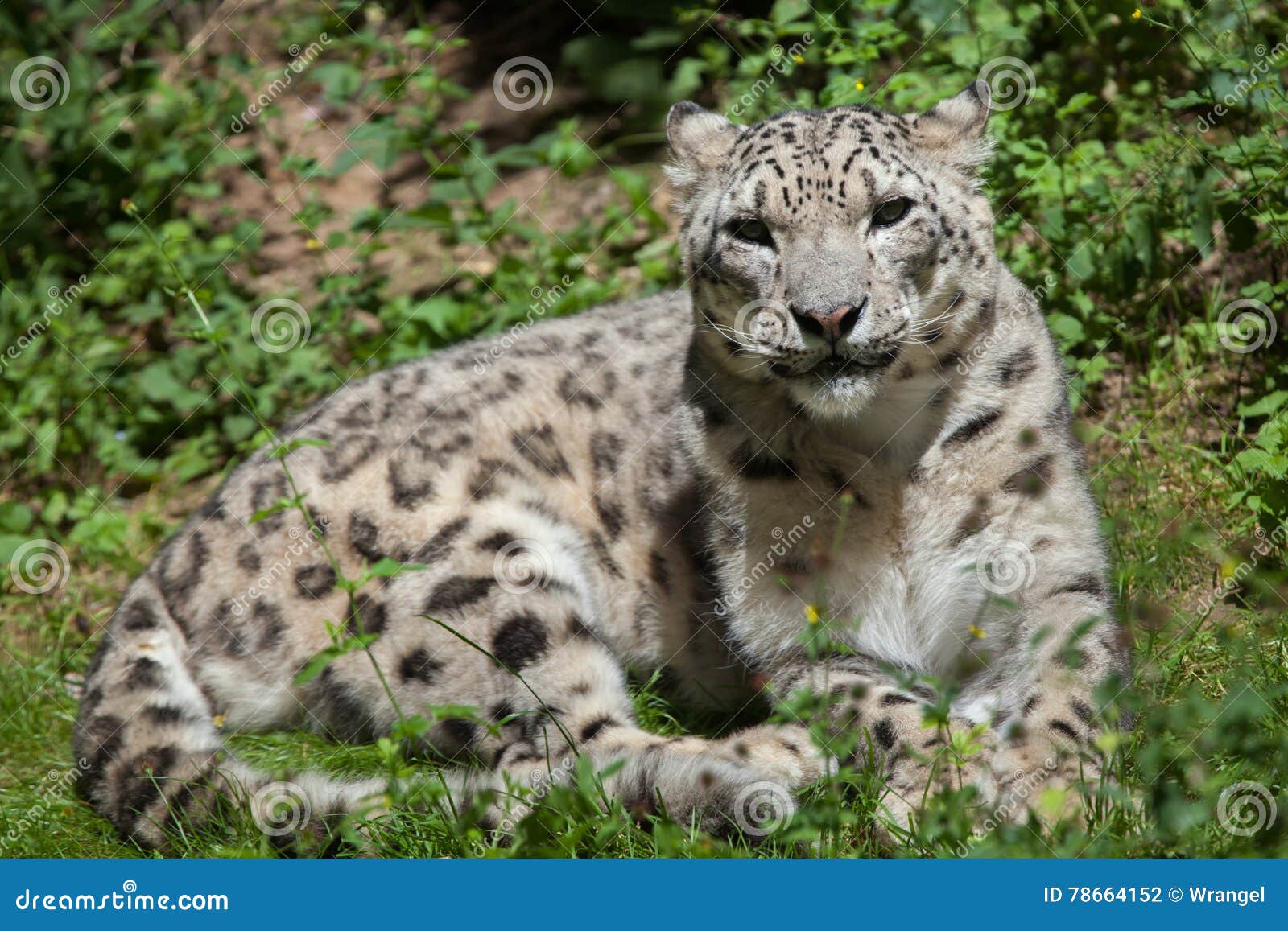 Snow Leopard (Panthera Uncia). Stock Photo - Image of indian ...