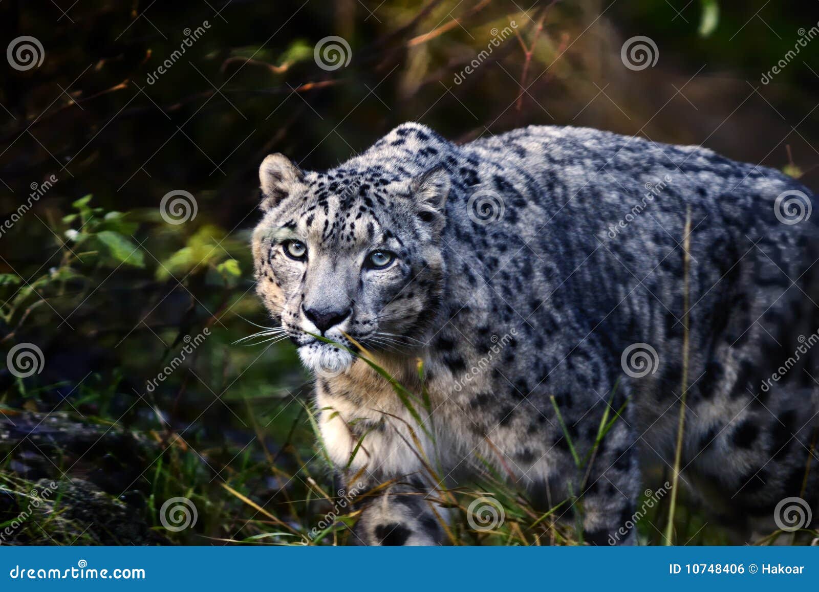 Snow leopard portrait stock photo. Image of close, cute - 10748406