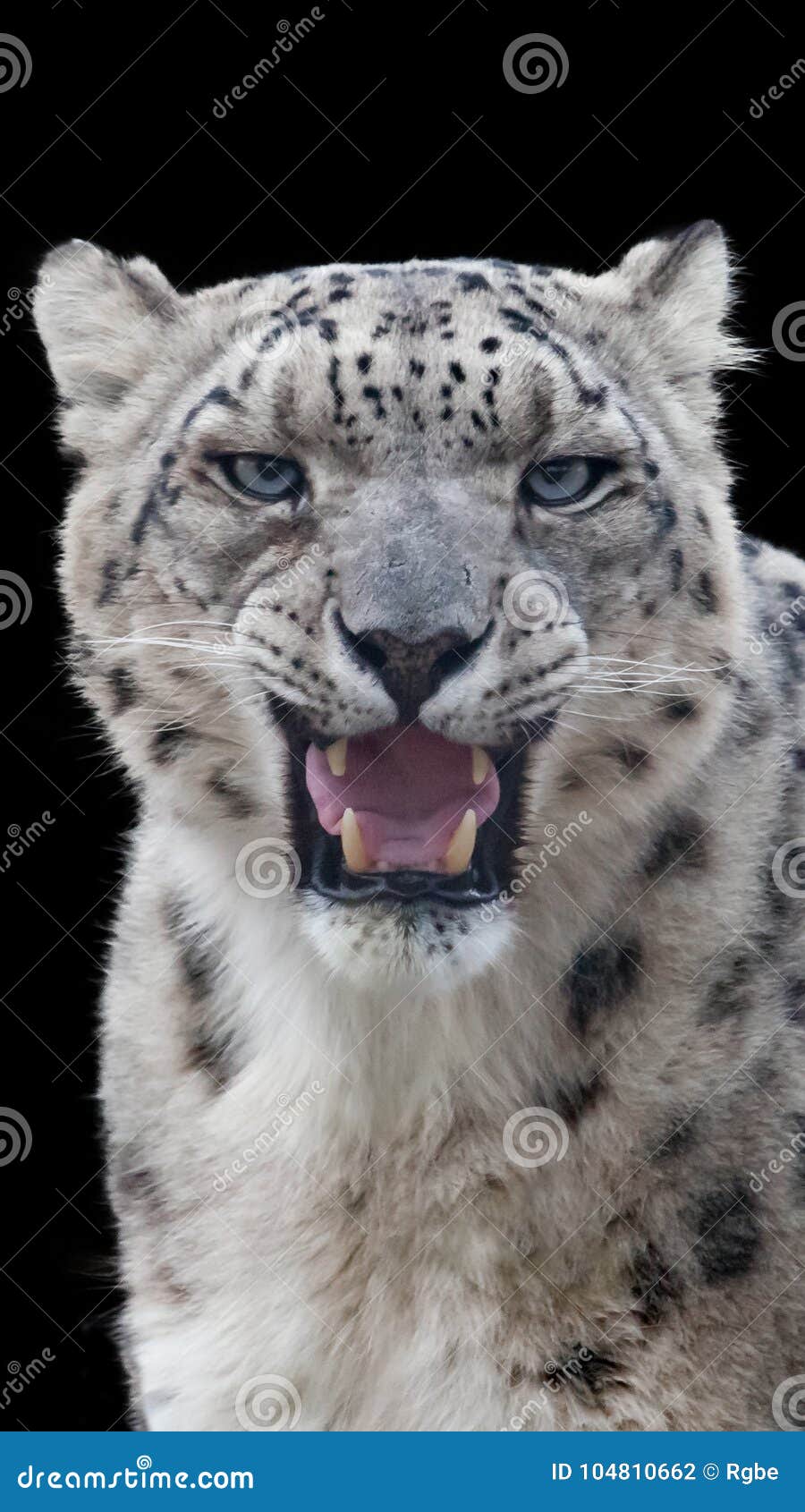 Snow Leopard Portrait with a Black Background Stock Photo - Image of ...