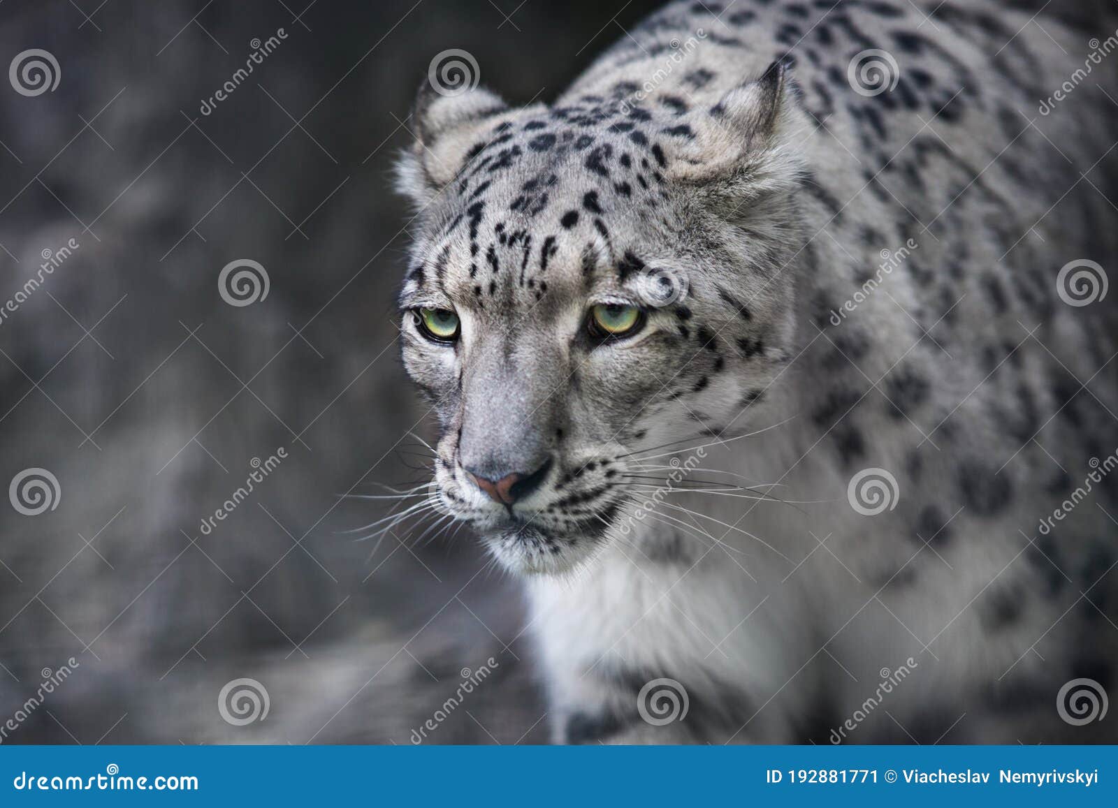 Snow leopard portrait stock image. Image of panthera - 192881771