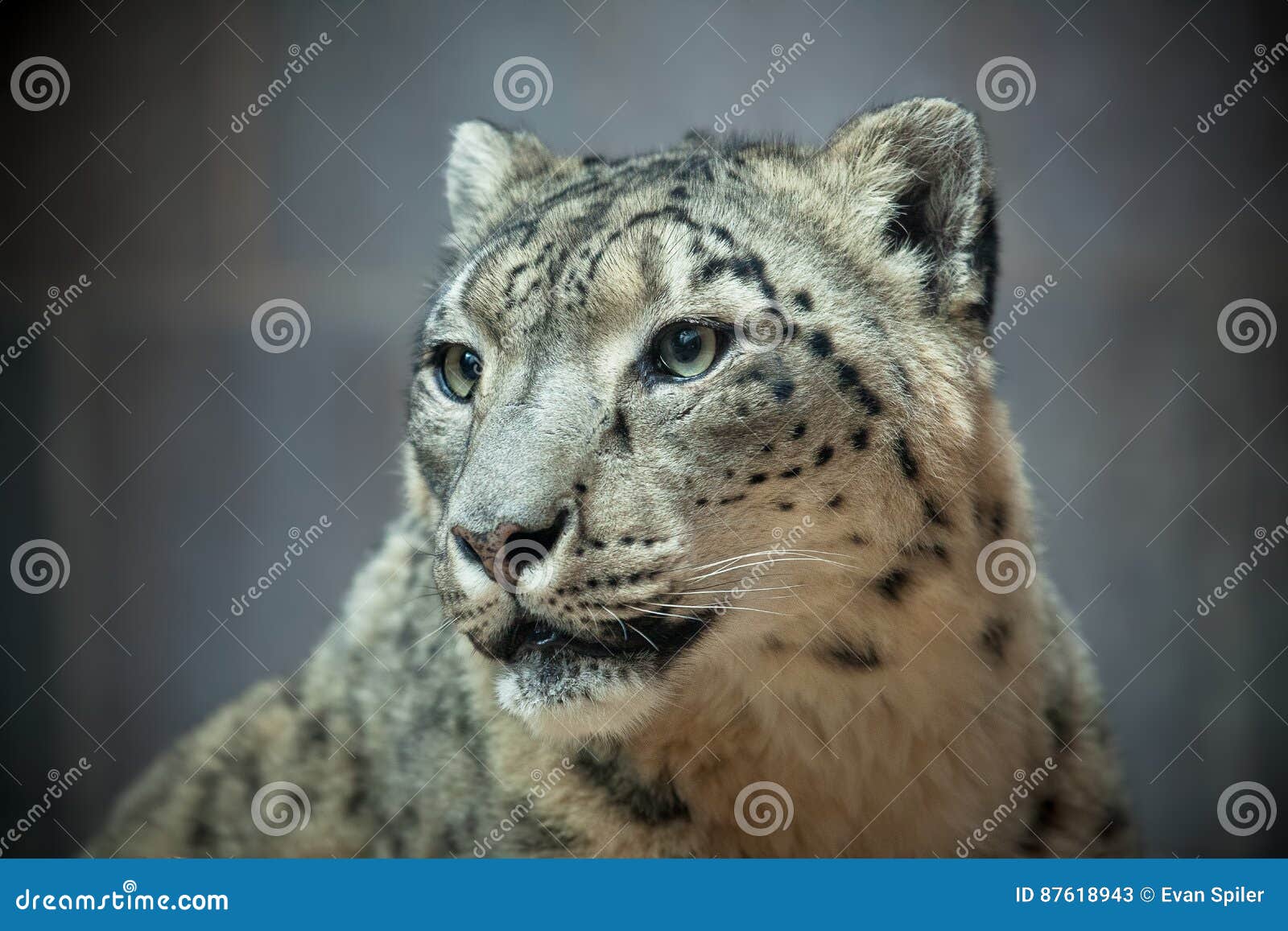 Snow leopard portrait stock image. Image of winter, leopard - 87618943