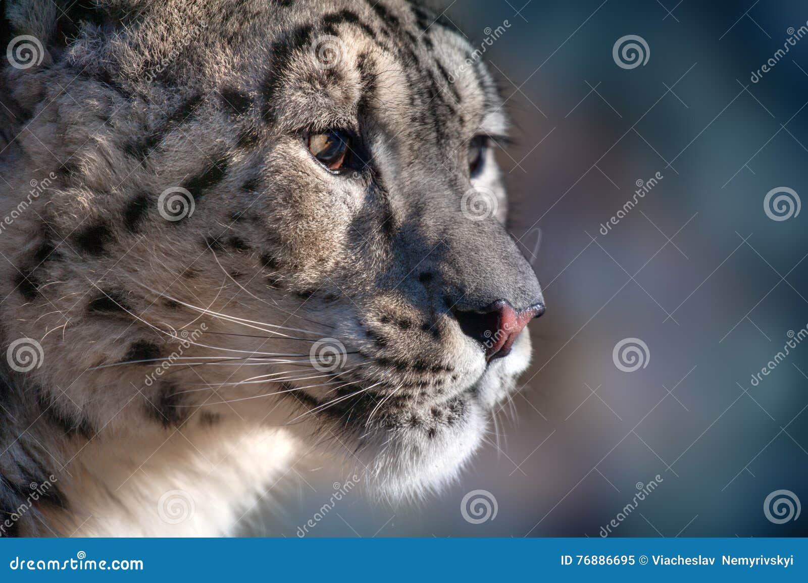 Snow leopard portrait stock image. Image of close, profile - 76886695