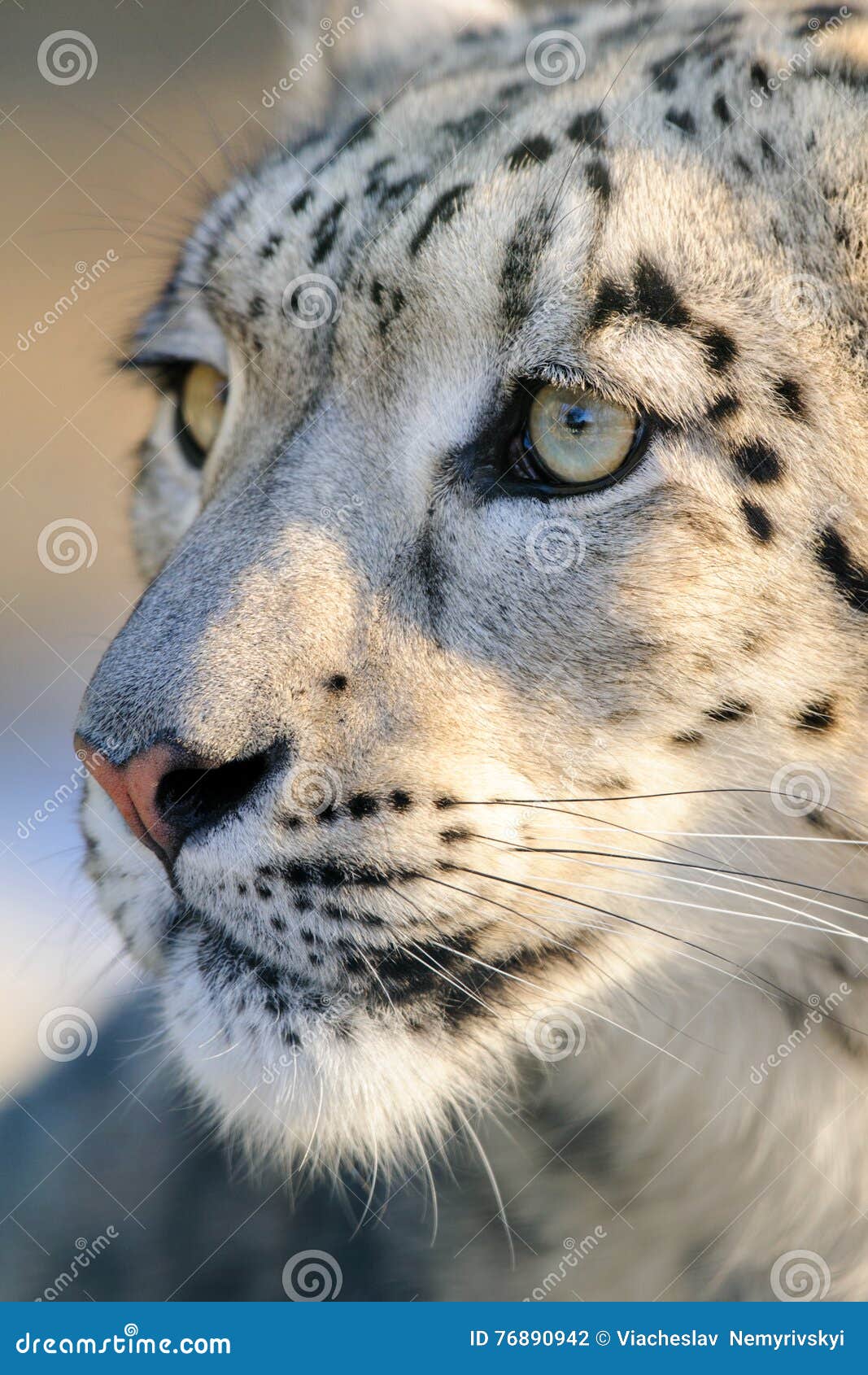 Leopard Portrait On Dark Background Royalty-Free Stock Photography ...