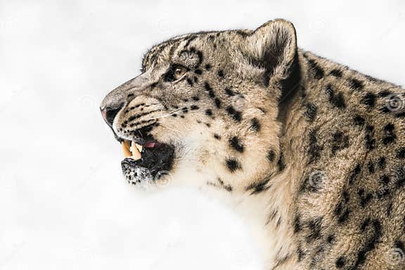 Snow Leopard in Profile stock photo. Image of nature - 114923904