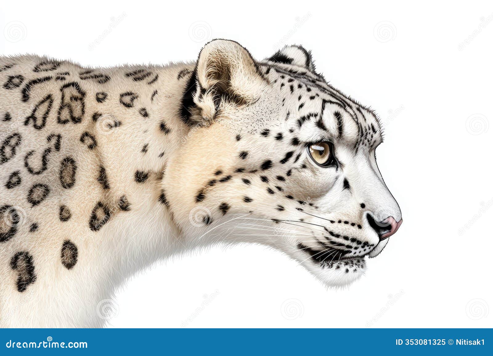 Snow Leopard Profile White Isolate Background Stock Illustration ...