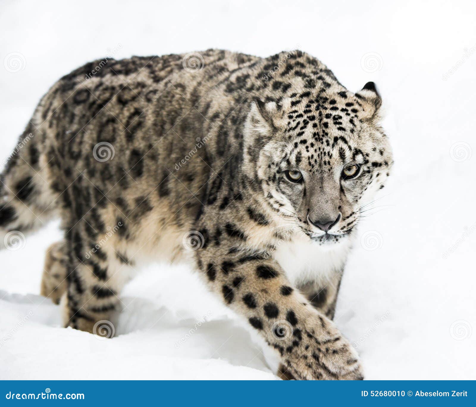 Snow Leopard on the Prowl IV Stock Photo - Image of nature, male: 52680010